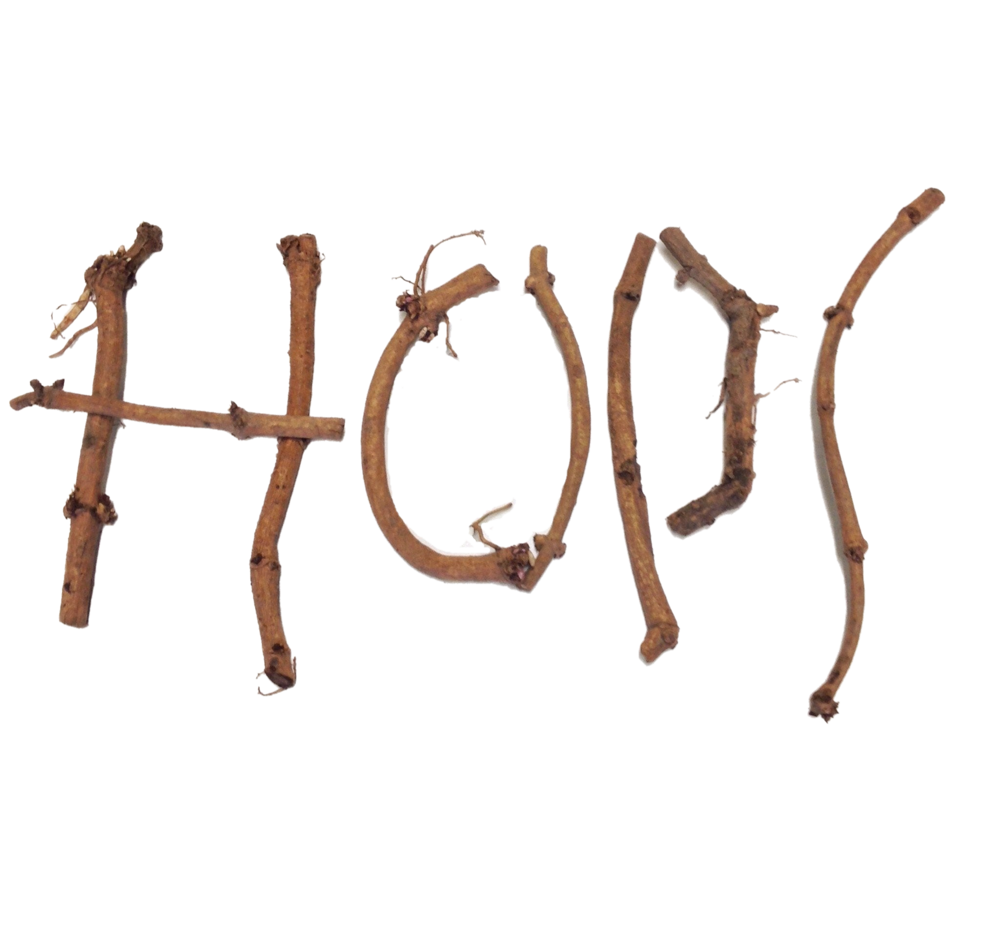 Triumph Rhizome – Home Fermenter®